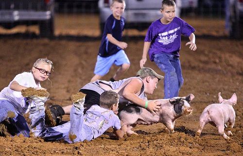 Storm adds twist to fair pig scramble festivities | News ...