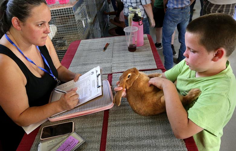 Big hop in number of rabbits being exhibited at fair | Winchester Star ...