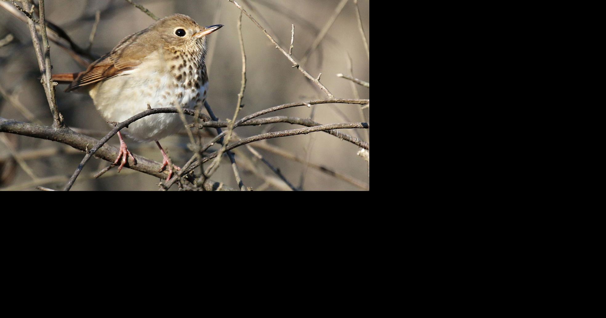 'Look at all those birds': Bird enthusiasts traipse fields and forests ...
