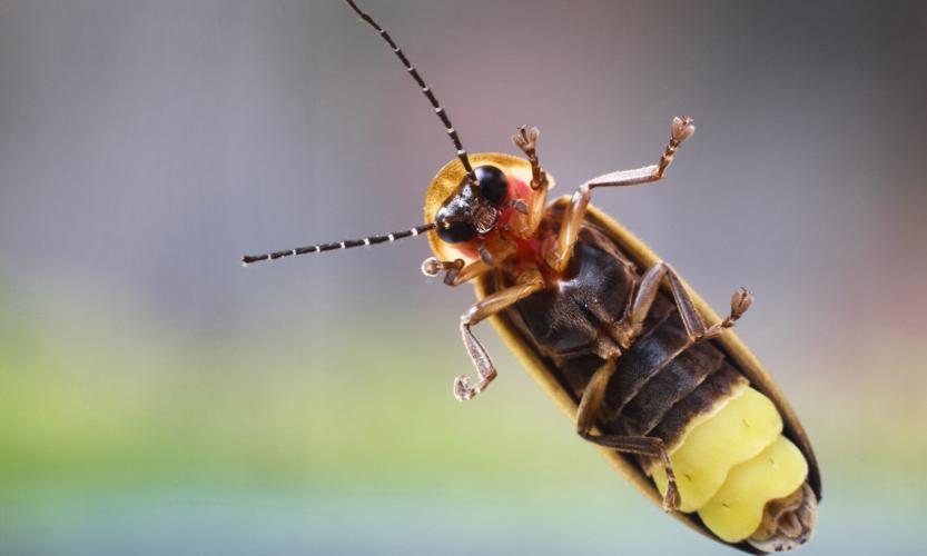 Firefly season is here. Well, depending on where you look. | Winchester ...