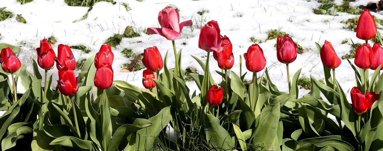 Snow be gone | Winchester Star | winchesterstar.com