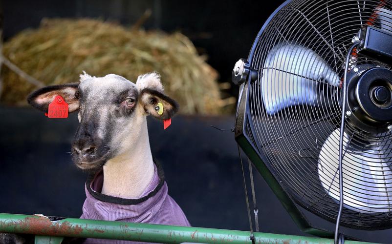 Goats and lambs in the spotlight | Eedition | winchesterstar.com