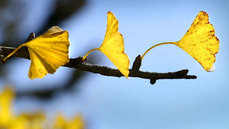 Weekend | winchesterstar.com