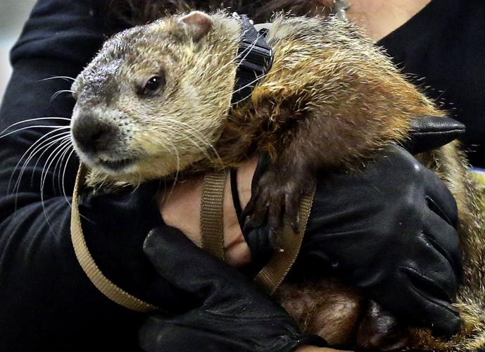 Groundhog's prediction: An early spring for Clarke County | Winchester ...
