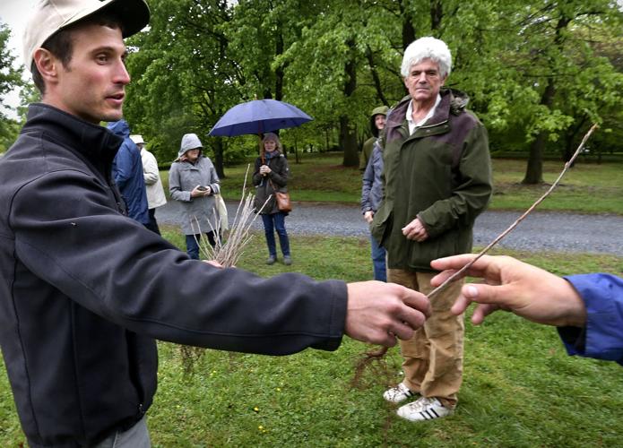 And the Tree of the Year is... | Winchester Star | winchesterstar.com