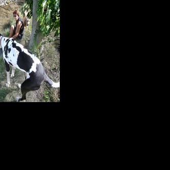 Daily Snapshot: A cool Great Dane | News | winchesterstar.com