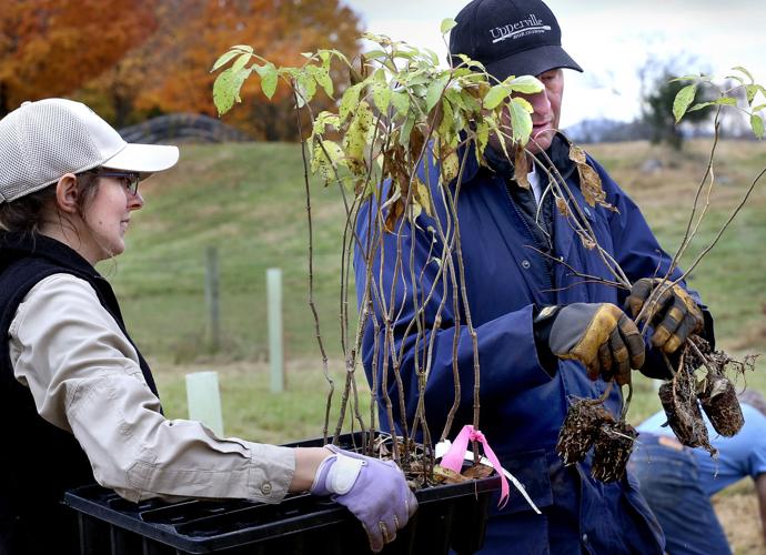 Trees, trees, trees | Winchester Star | winchesterstar.com