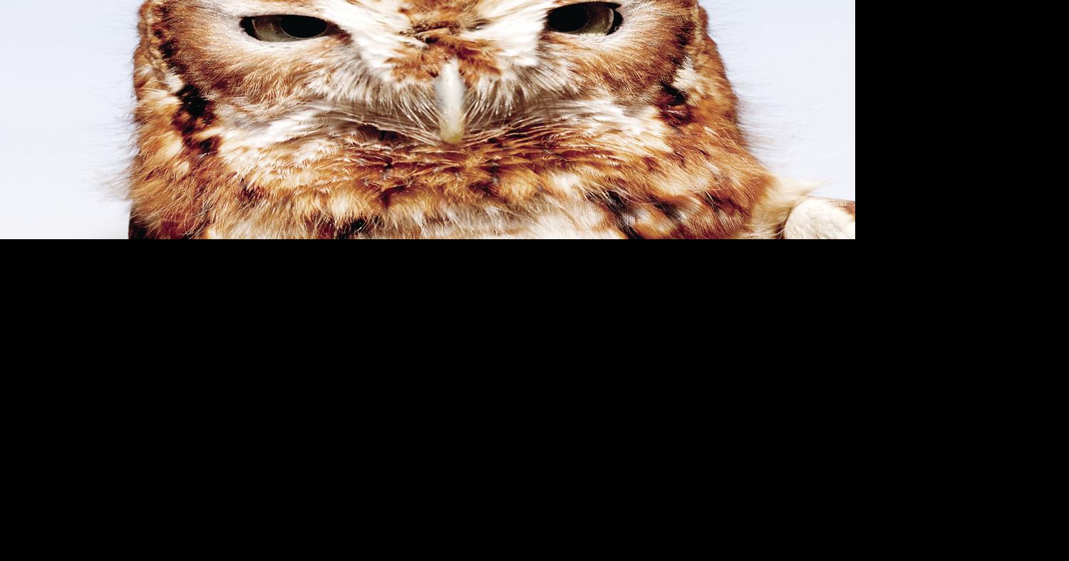 One bird, two bird, red bird, blue bird | Features | winchesterstar.com