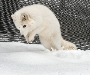 Snow, an arctic fox, has new home at wildlife center | News ...
