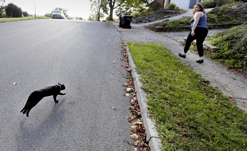 Catwalk: Family's felines stroll the neighborhood with them ...
