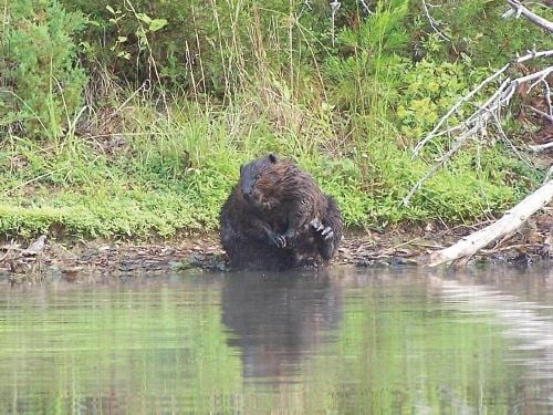 Busy as a beaver | News | winchesterstar.com