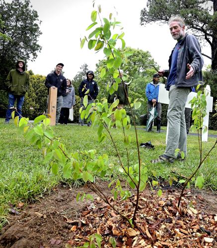 And the Tree of the Year is... | Winchester Star | winchesterstar.com