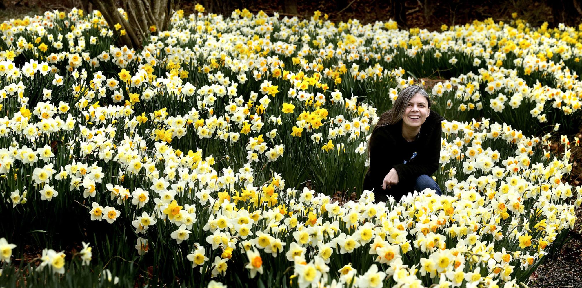 Daffodils by the dozen | | winchesterstar.com