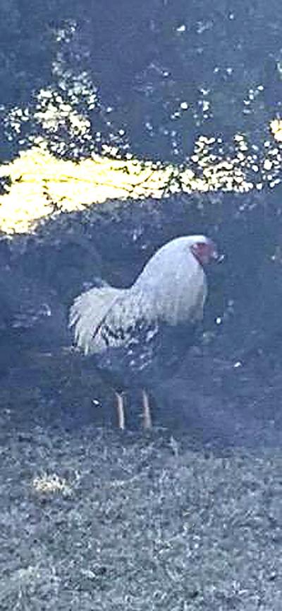 Roving rooster flies coop, eludes capture | Winchester Star ...