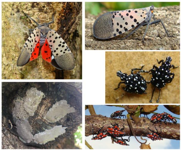 Region experiencing significant spotted lanternfly spread | Winchester ...
