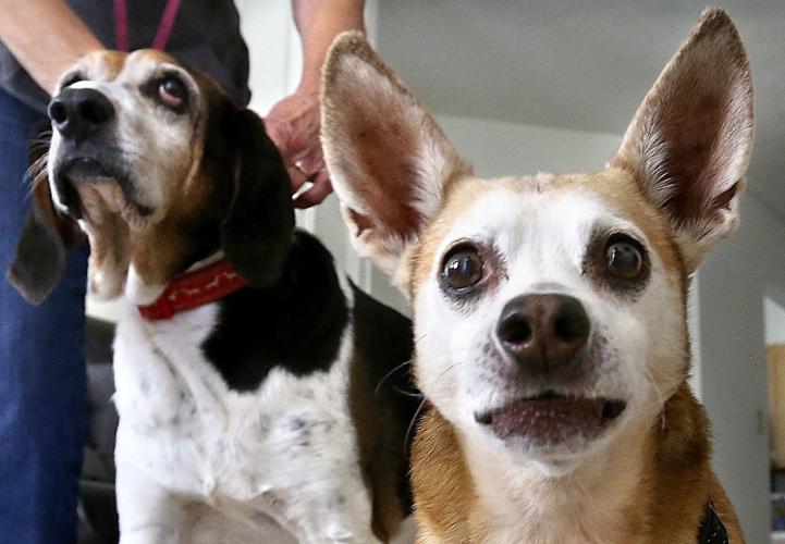 Surrendered senior dogs live out their lives in local loving home ...