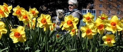 Daffodil dog | Winchester Star | winchesterstar.com