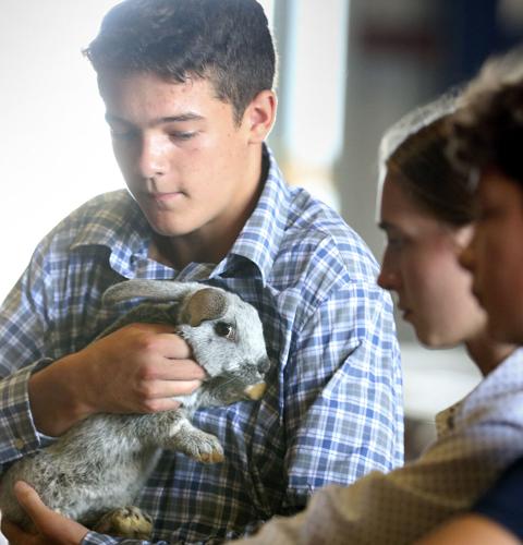 Hoppy times: Rabbits take center stage at Frederick County Fair | News ...