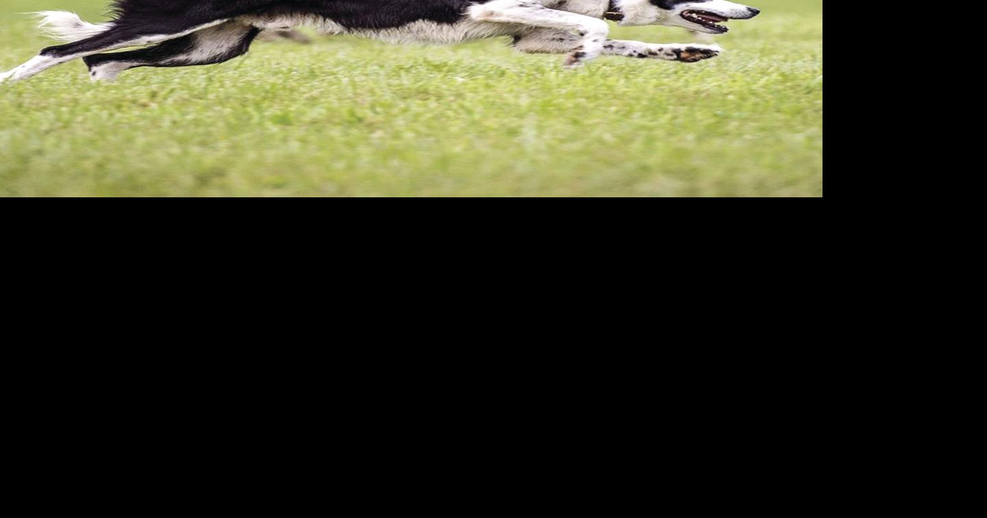 Dog, handler 'become one' at sheepdog finals | Weekend | winchesterstar.com