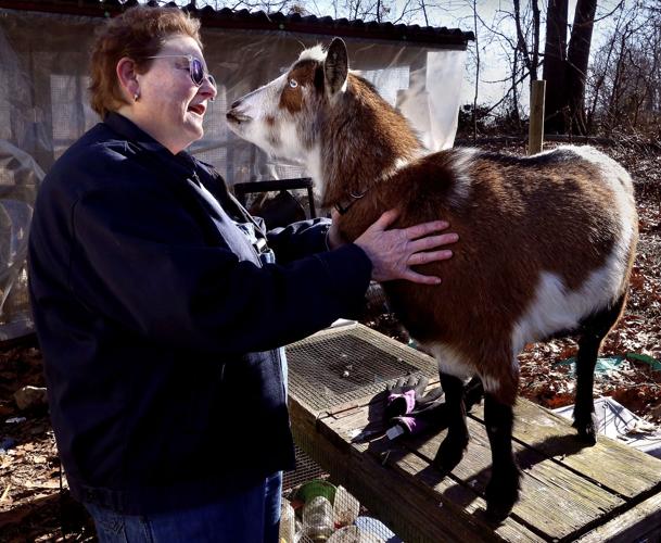 Got invasive plants? Let 7 Hungry Goats munch away that mess ...