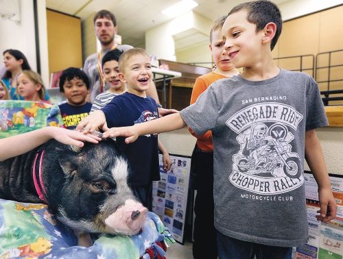 Indian Hollow students Pig Out on Reading | News | winchesterstar.com