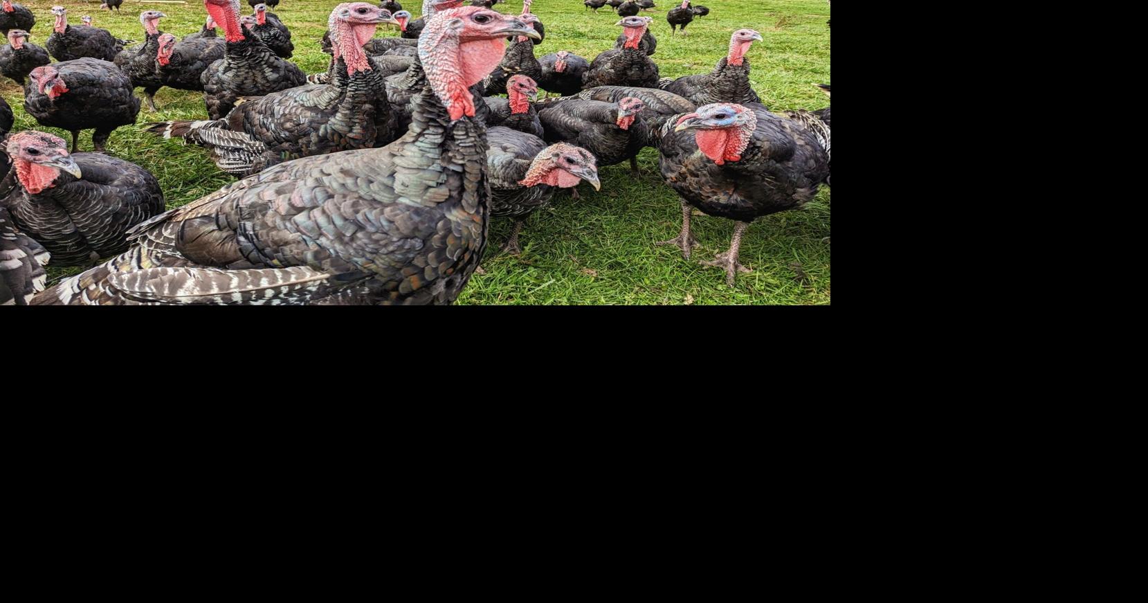 Demand strong for locally-grown turkeys, farmers say | Winchester Star ...
