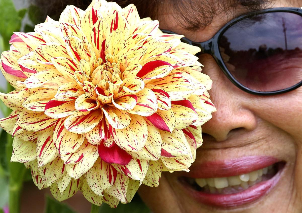 Dahlia lady | | winchesterstar.com