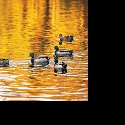 Doing the duck paddle | News | winchesterstar.com