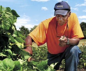 Jail gardening program ripe for growth in '12 | News | winchesterstar.com