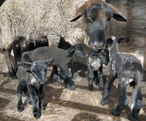 4 lambs arrive in unusual birth | News | winchesterstar.com