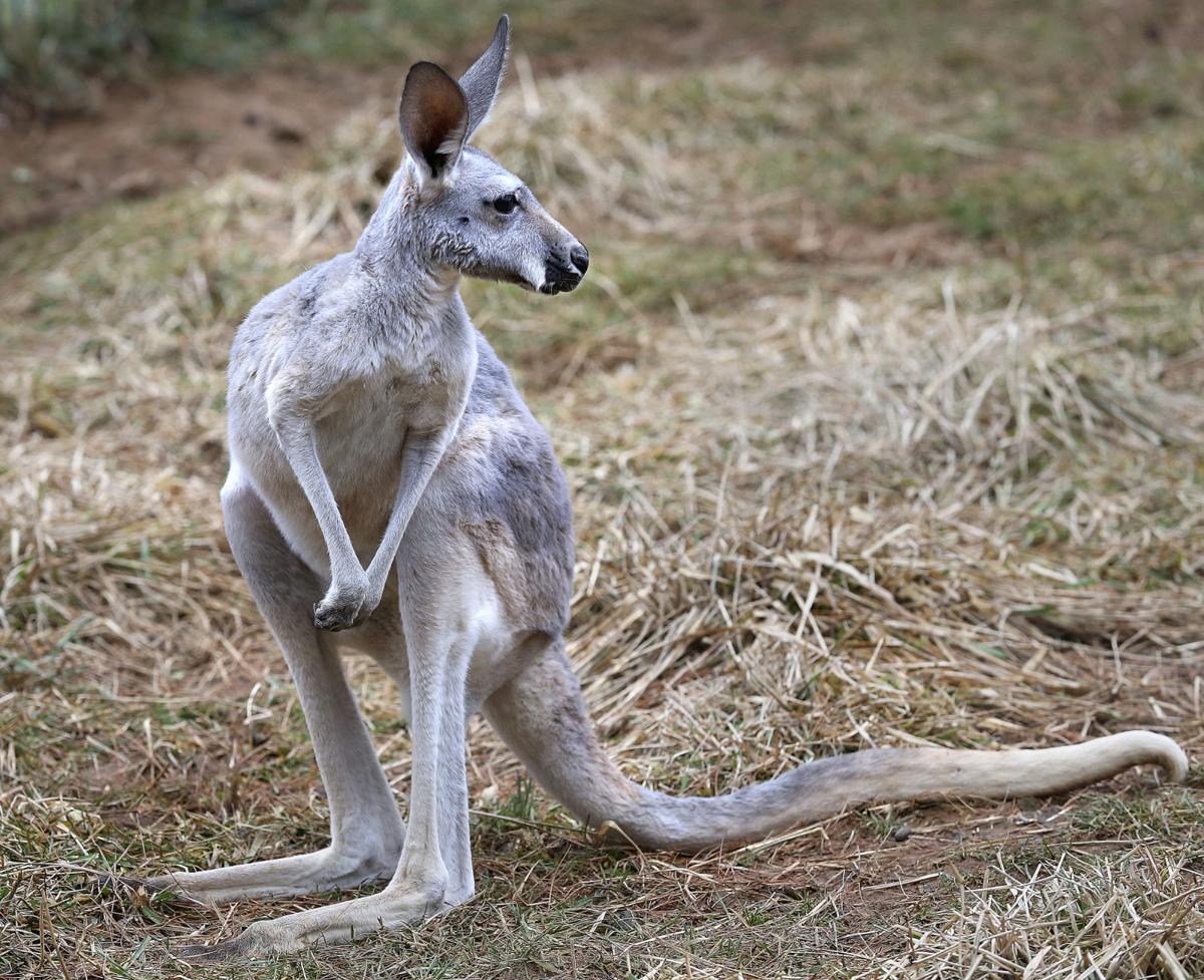 Baby kangaroo steals the spotlight at Berryville farm | Winchester Star ...