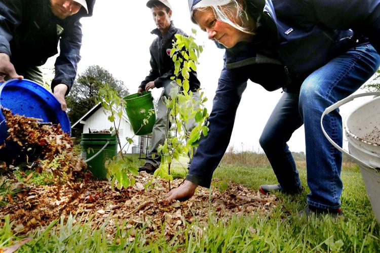 And the Tree of the Year is.... | Winchester Star | winchesterstar.com