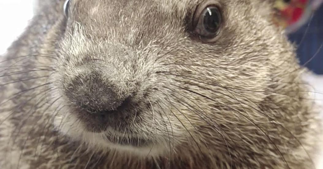 Groundhog ambassador Harley named in online contest | News ...