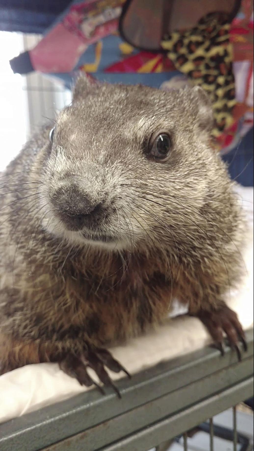 Groundhog ambassador Harley named in online contest | News ...