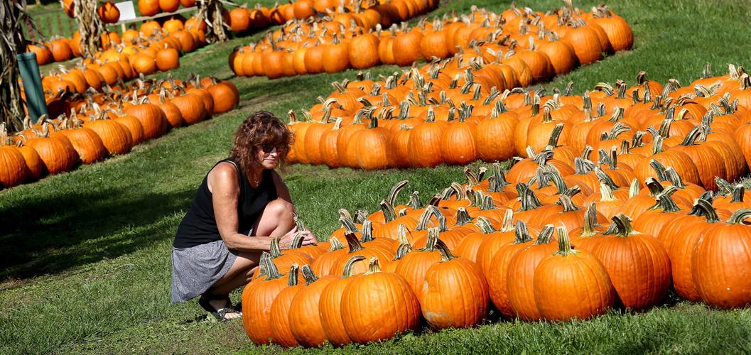 Pumpkin pick up | Winchester Star | winchesterstar.com