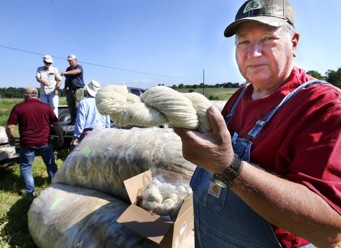 Wool Pool helps sheep farmers earn money amid tough market ...