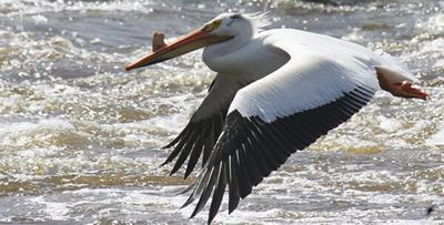 do pelicans migrate