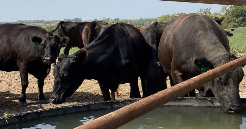 Root River benefits from rotational grazing project | Community ...