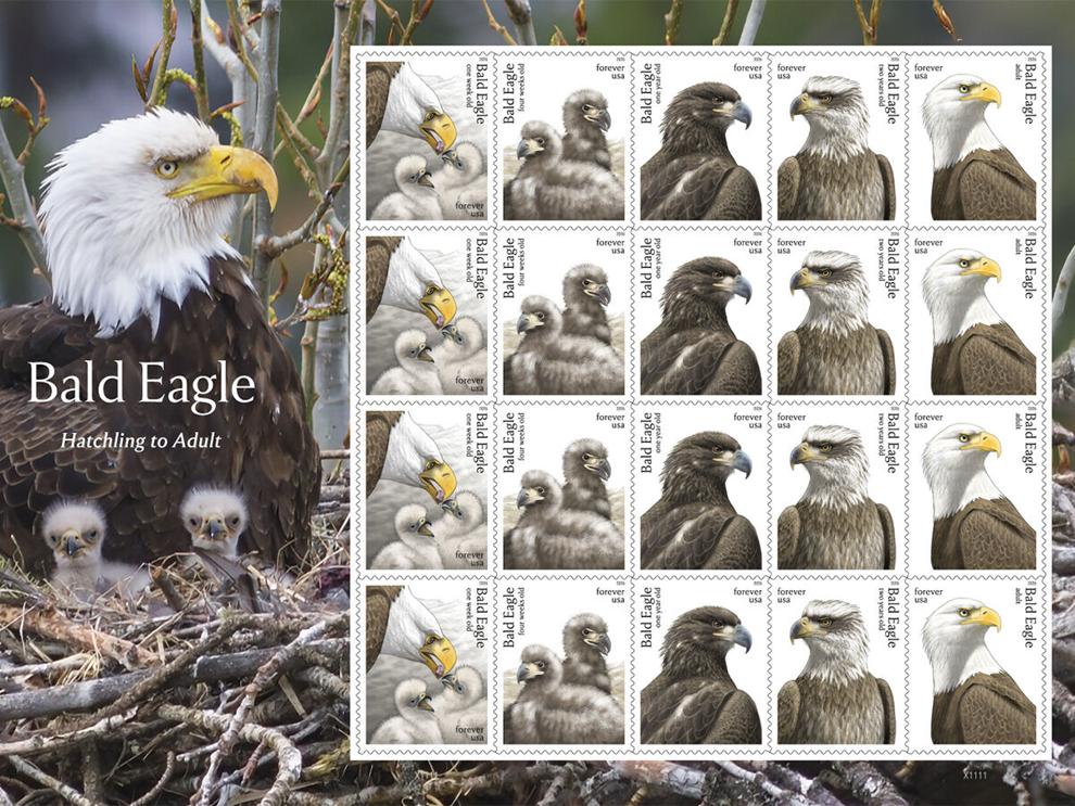 Eagle Center to celebrate new eagle stamps May 14 | Community ...