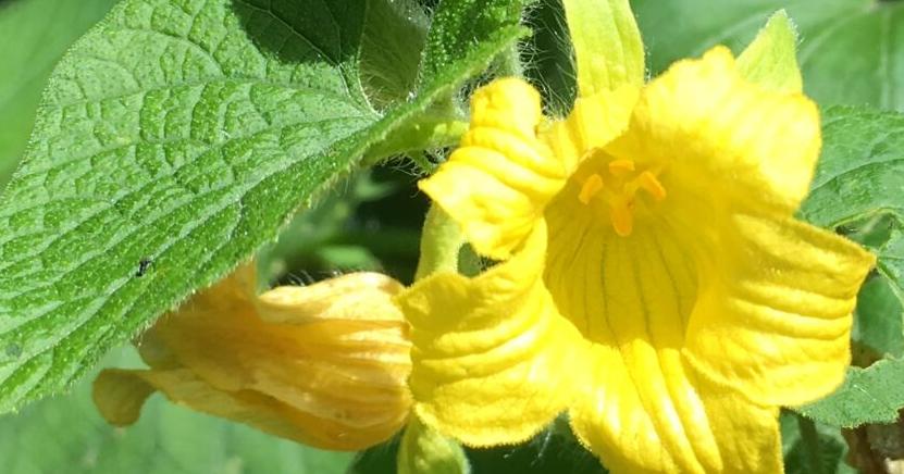 MDA: Watch out for new invasive plant in SE MN | Community | winonapost.com