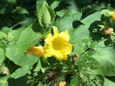 MDA: Watch out for new invasive plant in SE MN | Community | winonapost.com