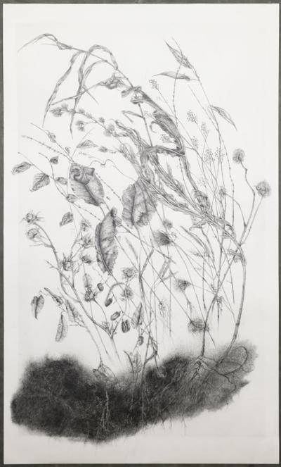 Prairie drawing exhibition opens in Lanesboro Aug. 17 | Arts ...
