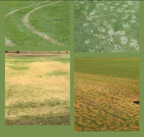 First frost of the season prompts Reedsburg CC to offer the cold, hard ...