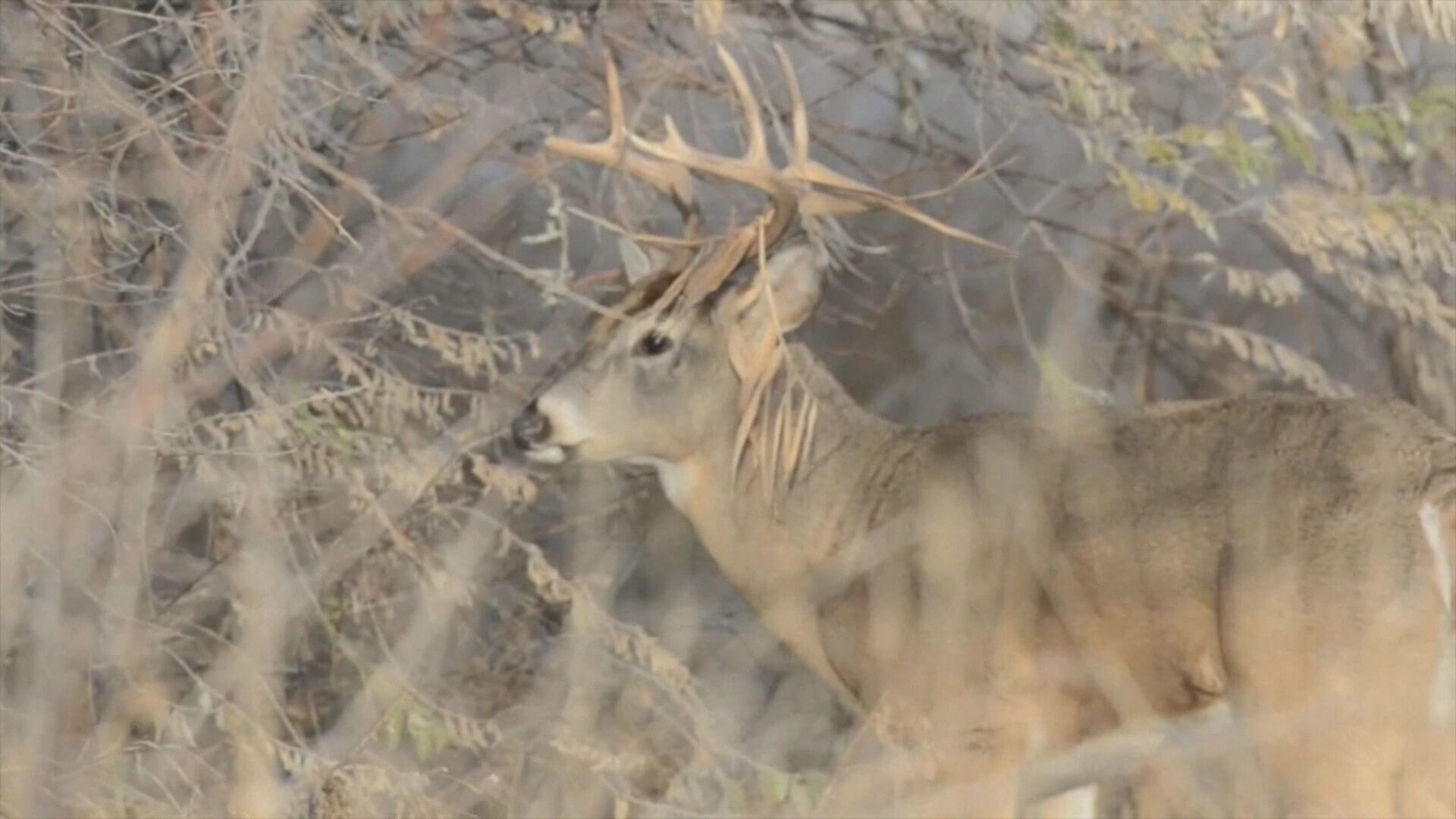 Wisconsin hunters harvest more than 182K deer during gun hunting season ...