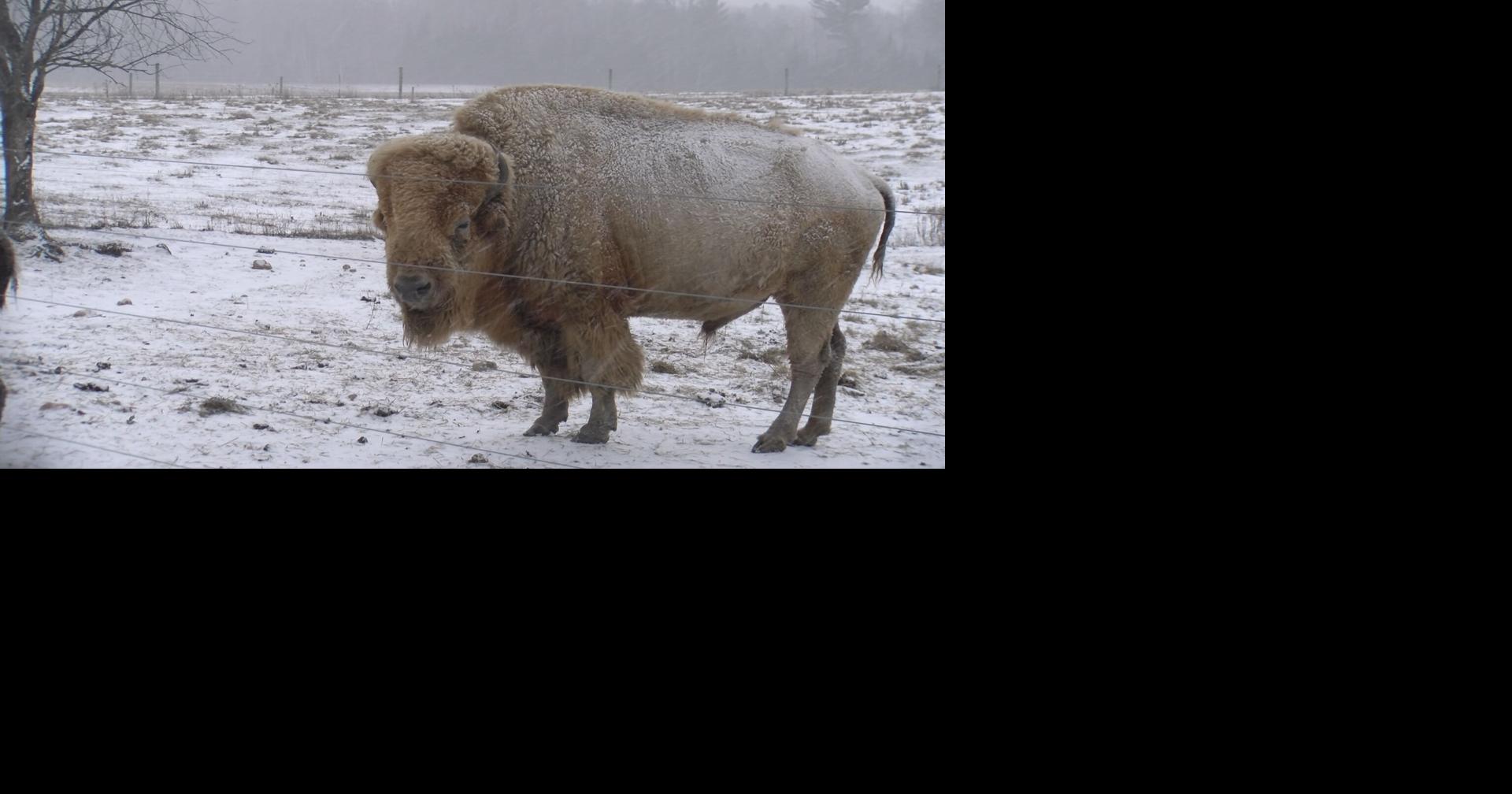 Bison farm receives $15,000 grant | News | wjfw.com