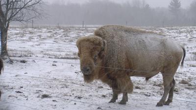 Bison farm receives $15,000 grant | News | wjfw.com