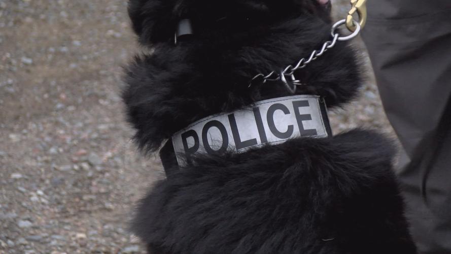 Rhinelander Police K-9 Odin retiring after eight years of dedicated ...