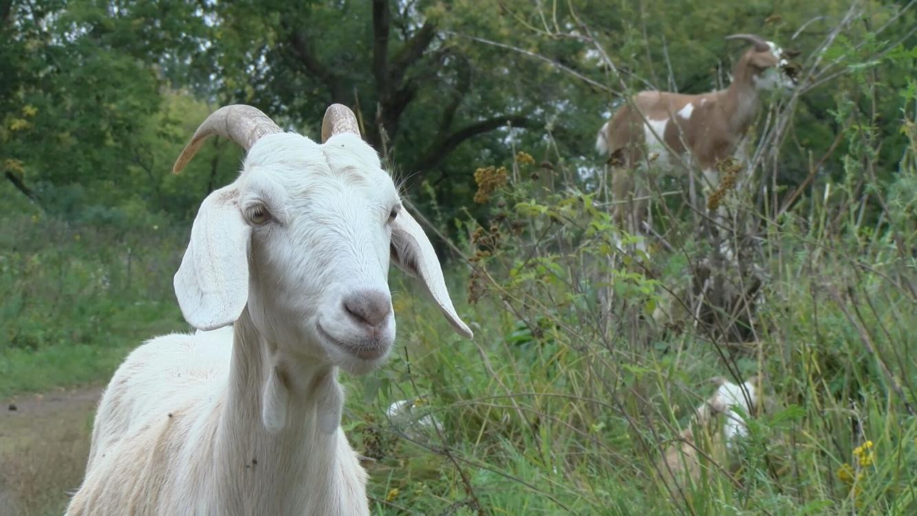 Goats help Wausau park battle invasive species | News | wjfw.com