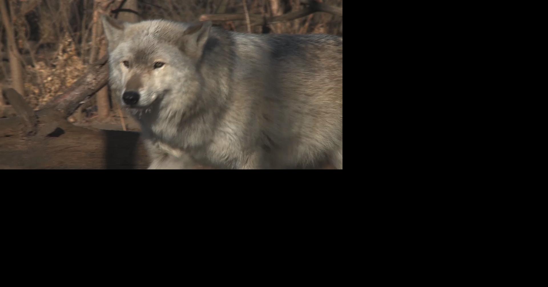 wolf attack dog 2024