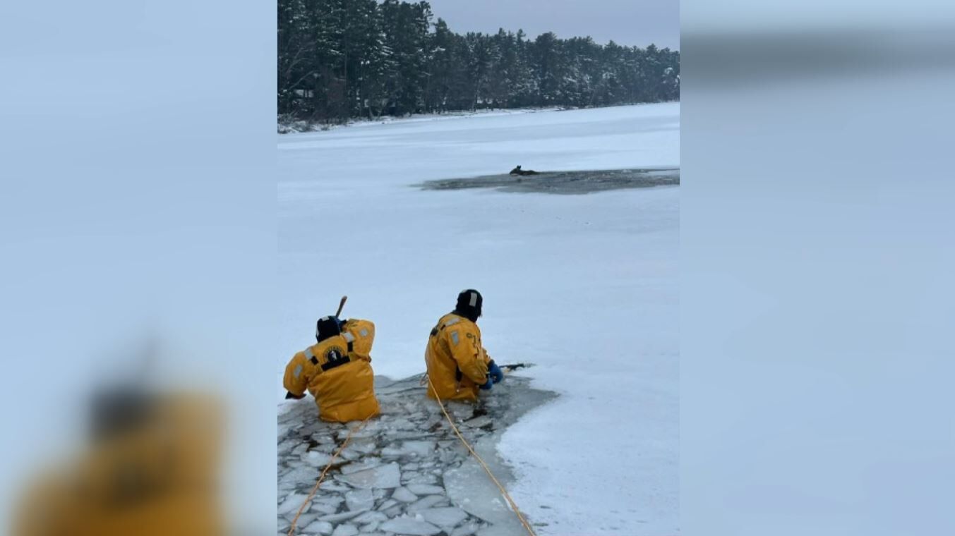 Brothers, St. Germain firefighters rescue deer that fell through ice on ...